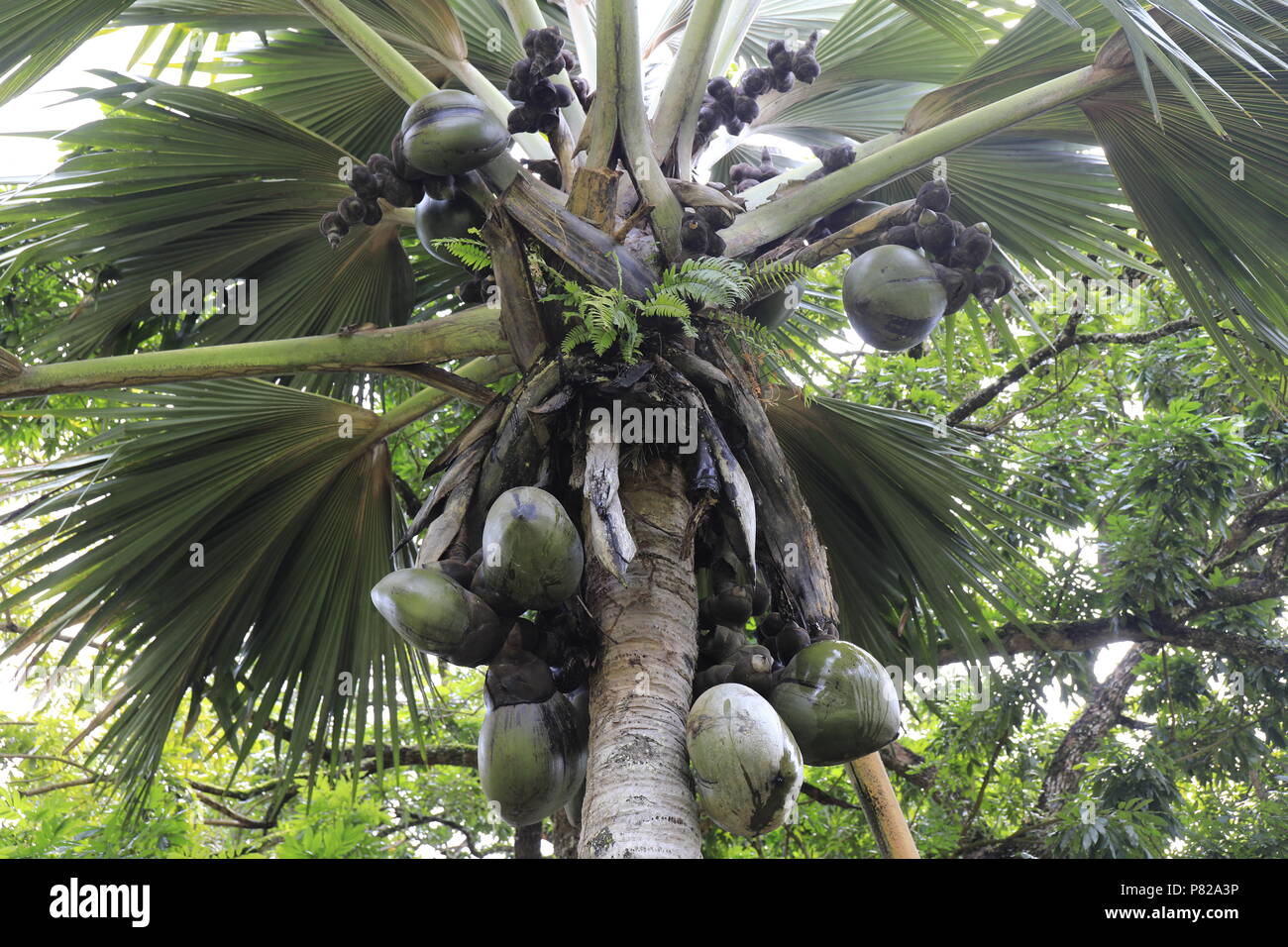 Coco De Mer Stock Photo - Alamy