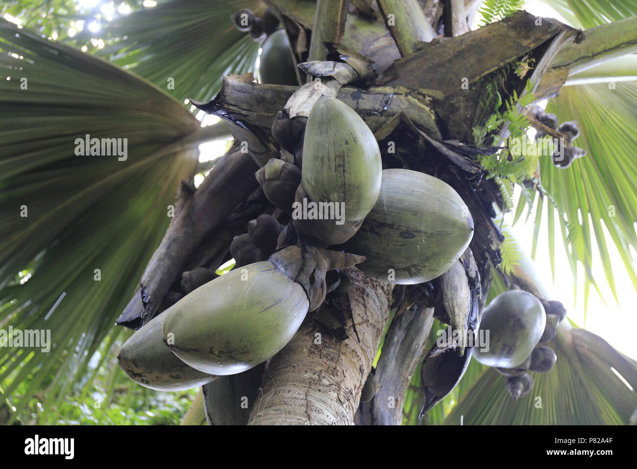 Coco De Mer Stock Photo - Alamy