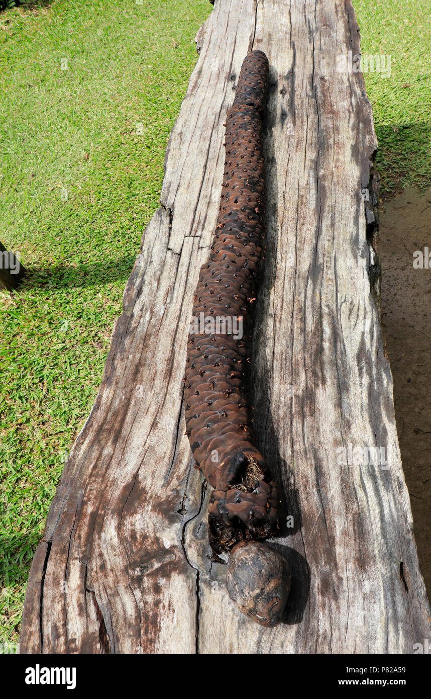 Coco De Mer Stock Photo - Alamy