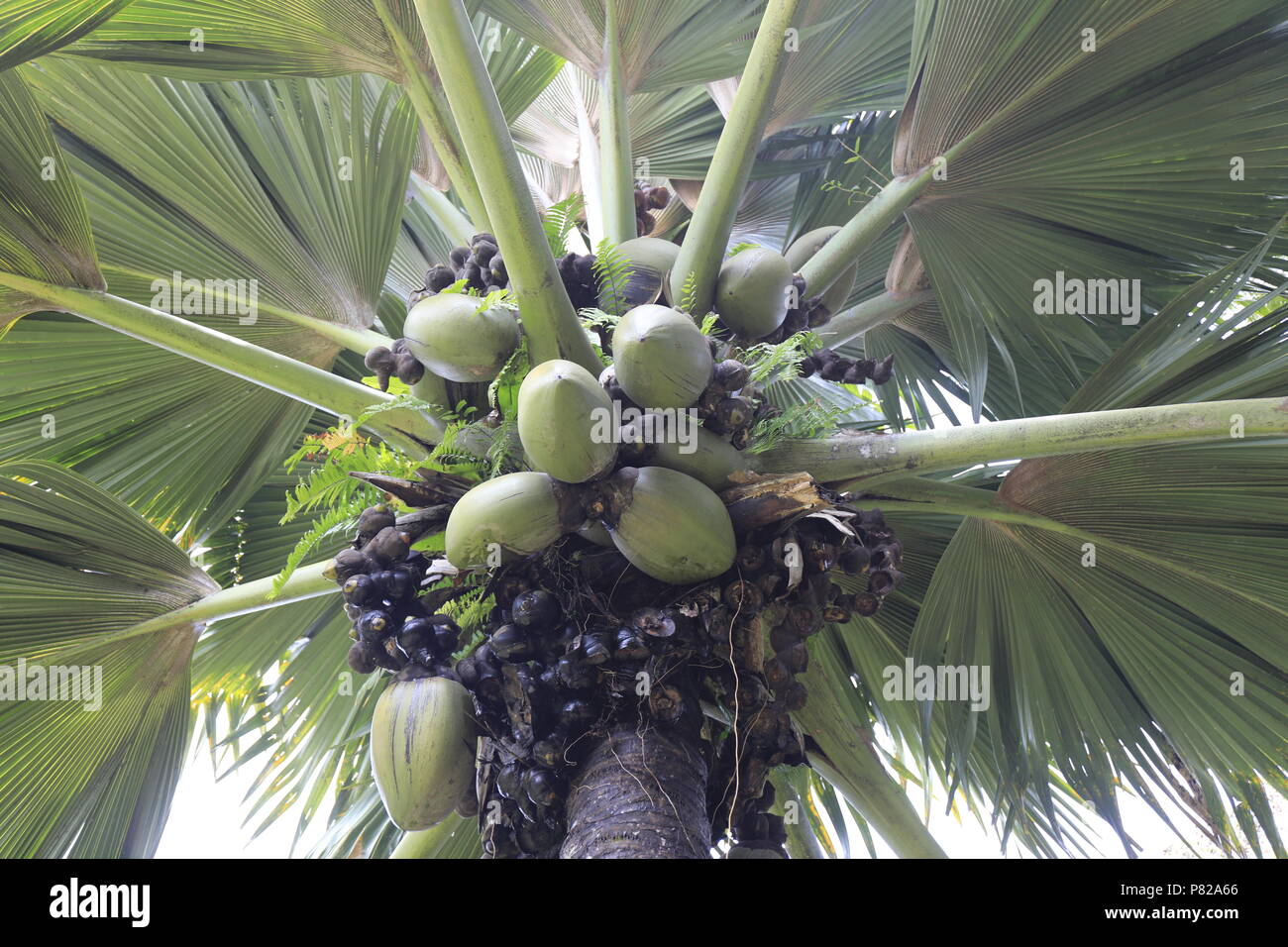 Coco De Mer Stock Photo - Alamy