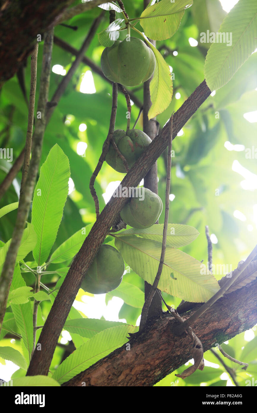 Cannonball tree leaves hi-res stock photography and images - Alamy