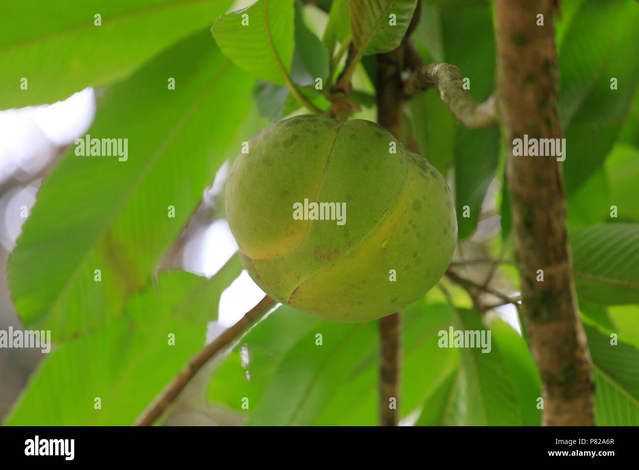 Cannonball tree leaves hi-res stock photography and images - Alamy