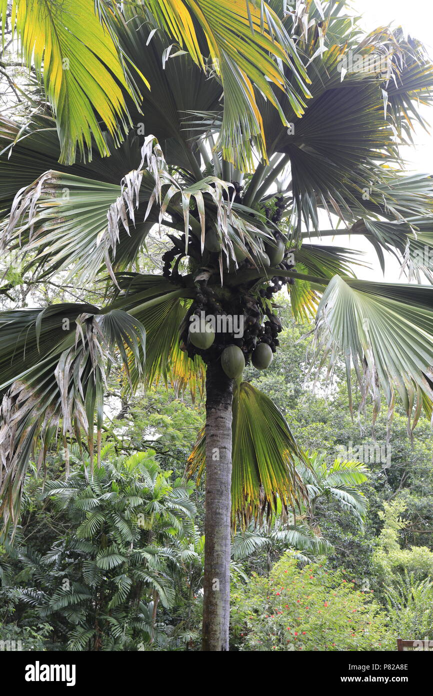 Coco De Mer Stock Photo - Alamy