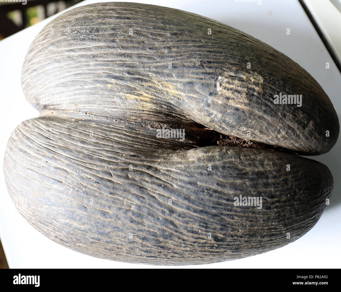 Coco de mer palm botanical hi-res stock photography and images - Alamy