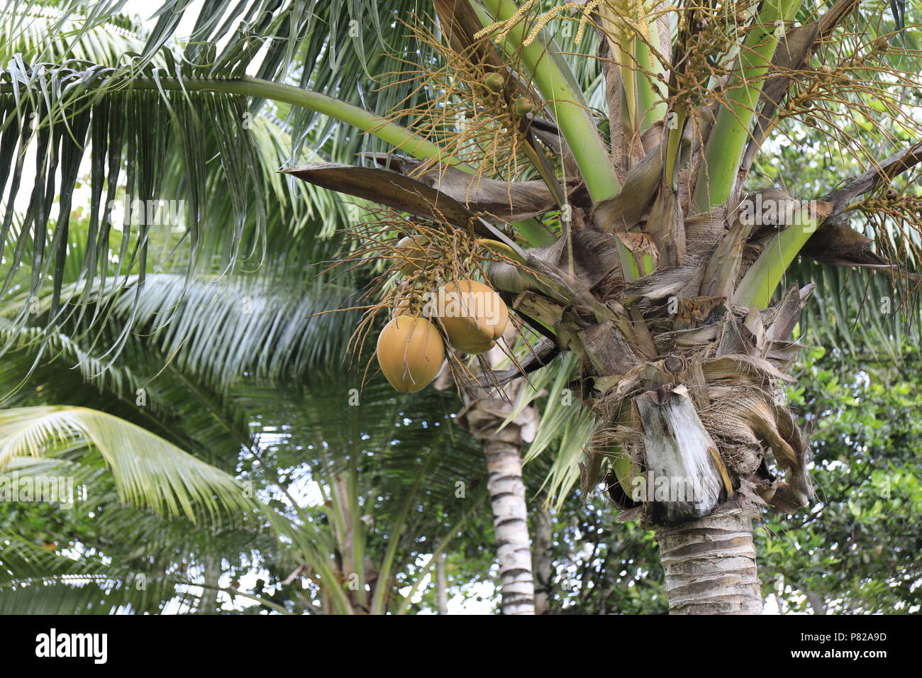 Coco de mer palm botanical hi-res stock photography and images - Alamy