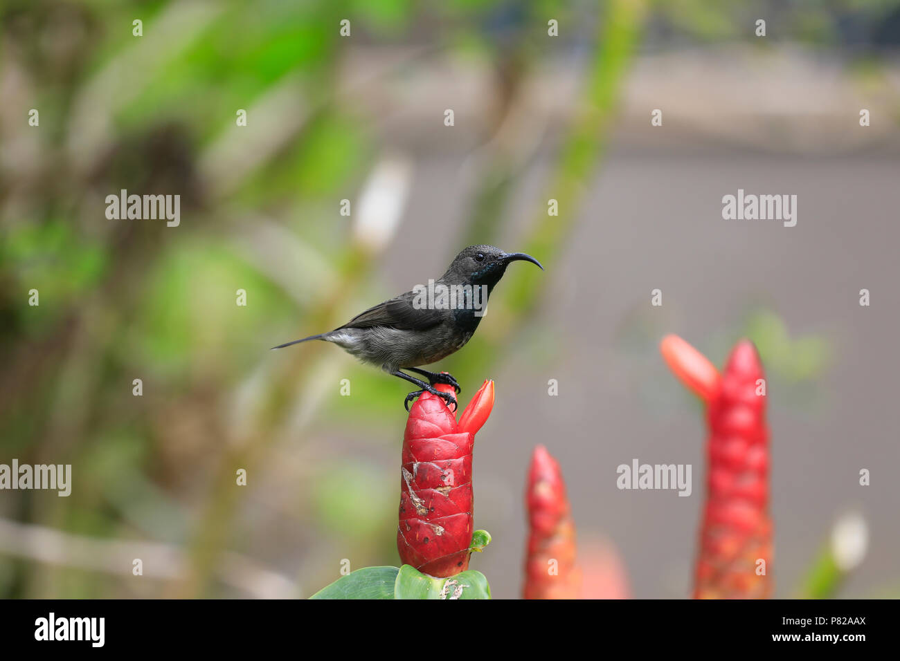 Seychelles sunbird hi-res stock photography and images - Alamy