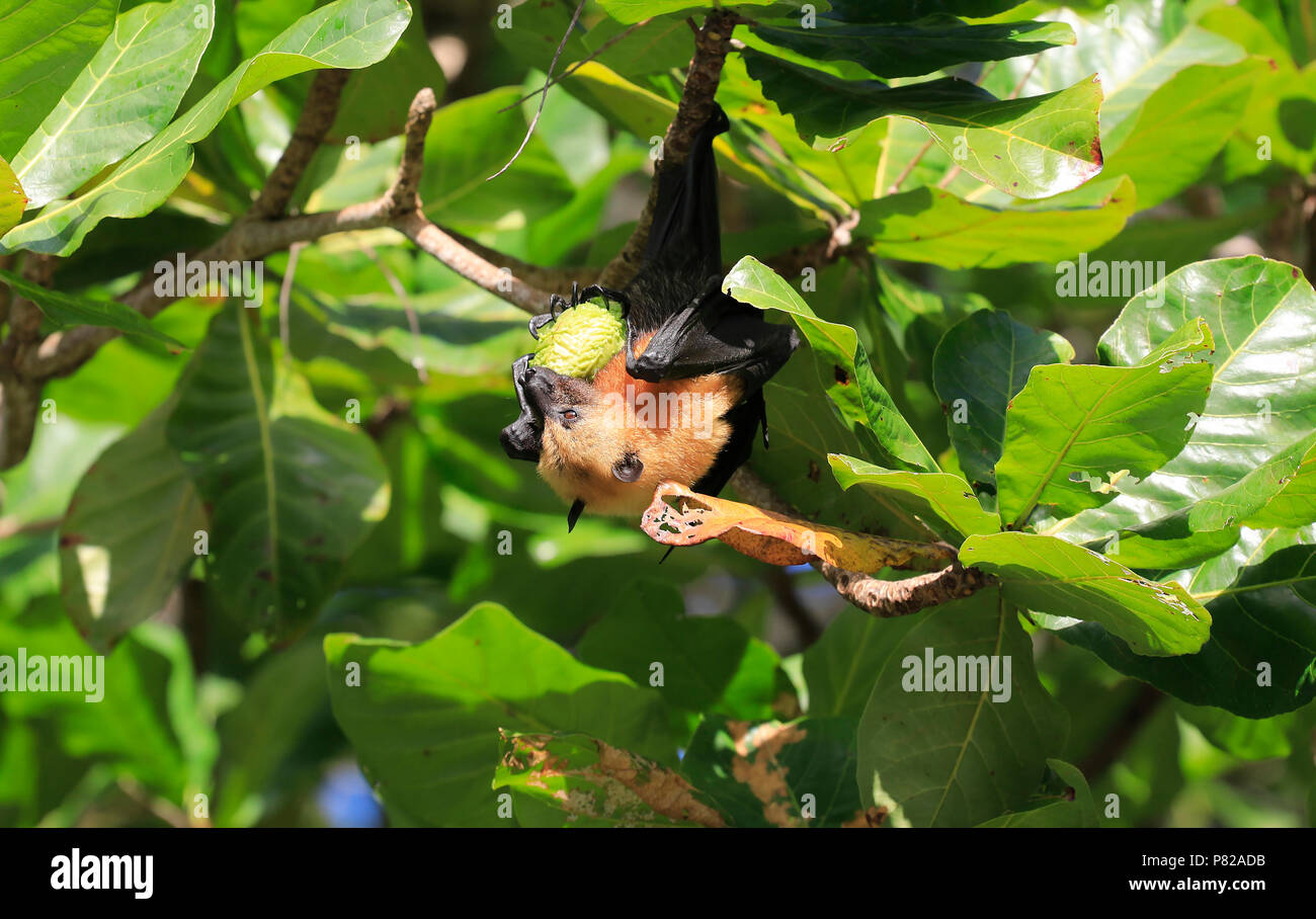 Fruitbat High Resolution Stock Photography and Images - Alamy