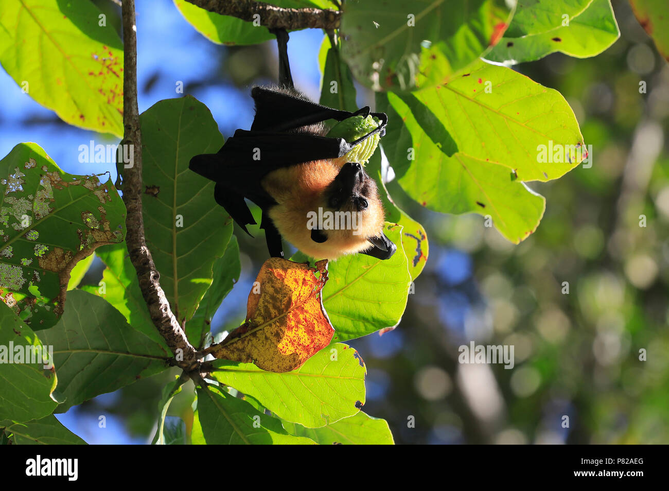 Megabat eating hi-res stock photography and images - Alamy