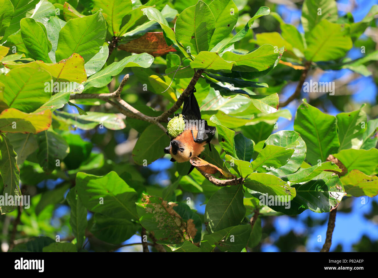 Megabat eating hi-res stock photography and images - Alamy