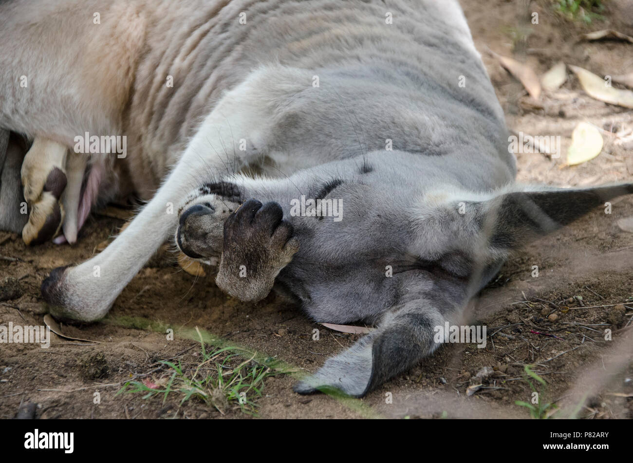 Kangaroo sleeping hi-res stock photography and images - Alamy