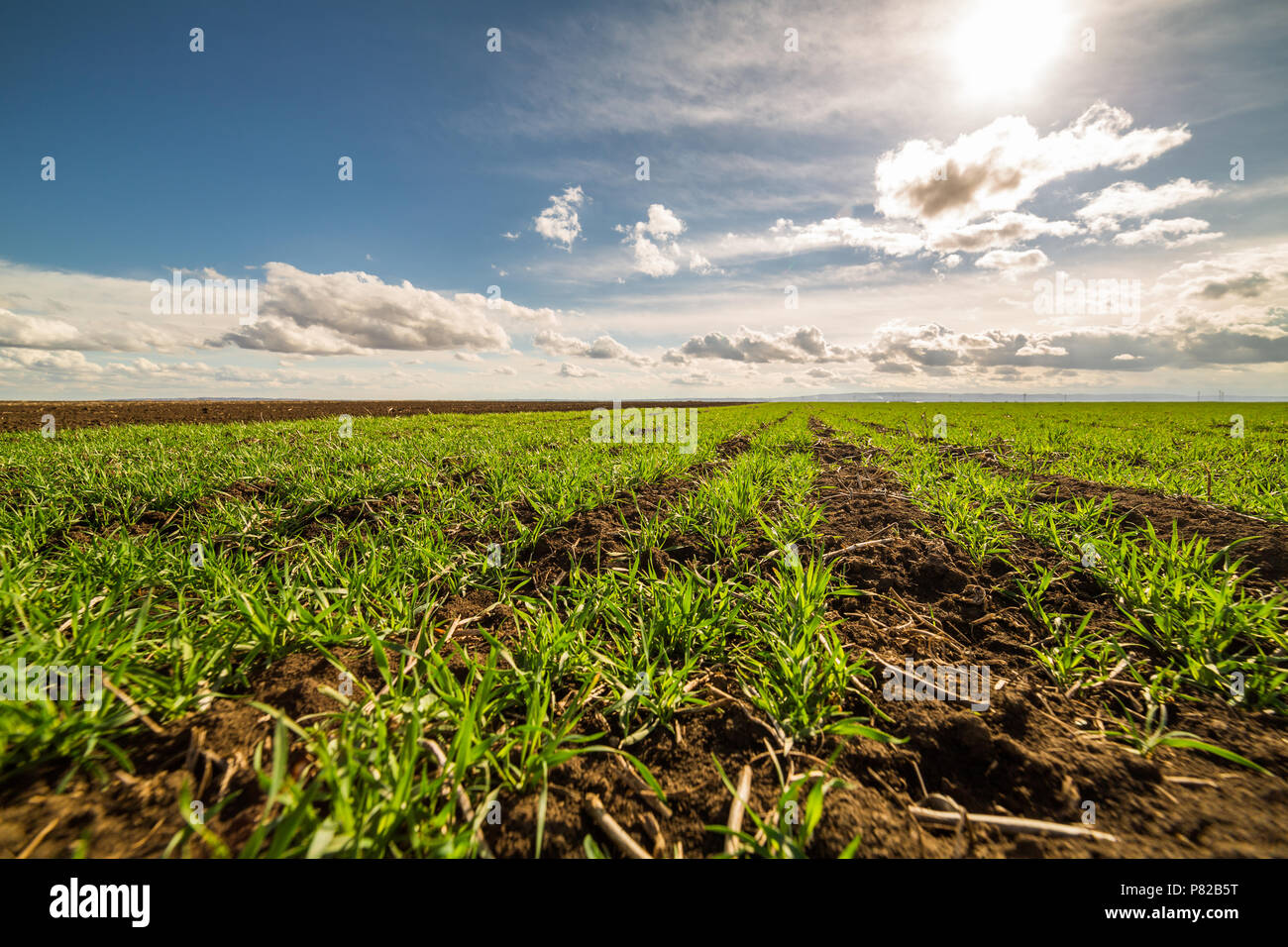 Green field of tillering wheat. Tillering usually starts when plant has ...