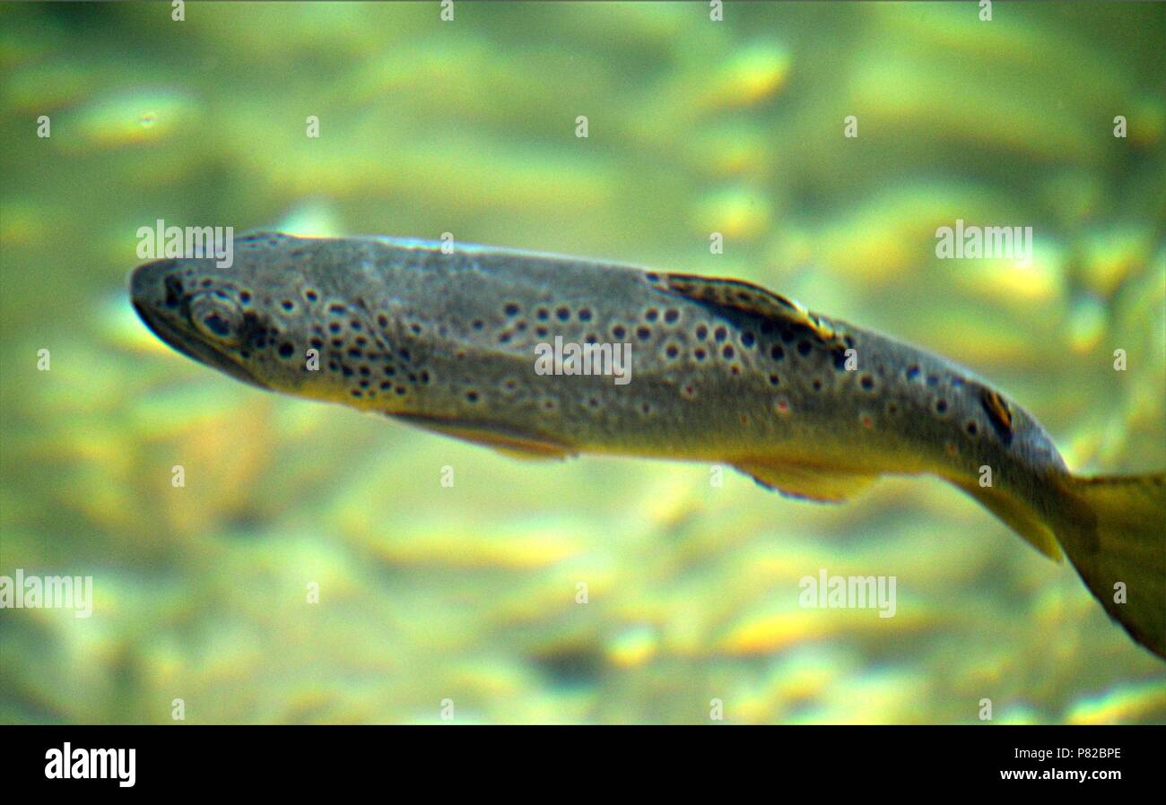 small fish trout Stock Photo - Alamy
