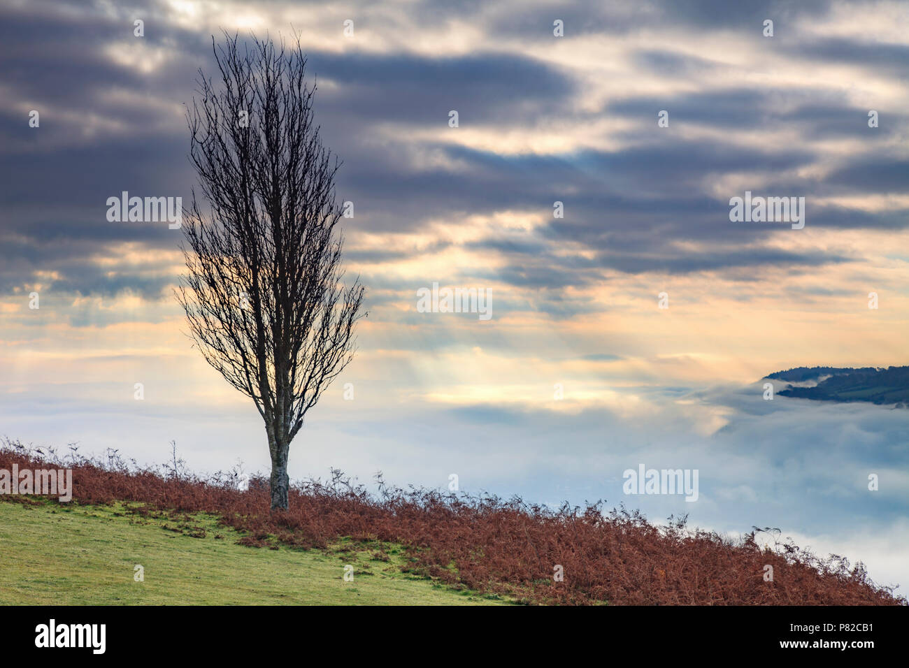 Light tree hi-res stock photography and images - Alamy