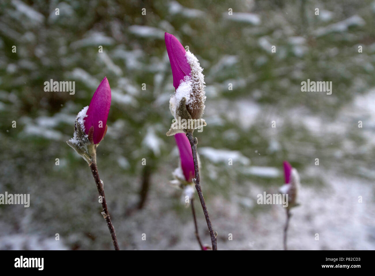 Long stemmed flowers hi-res stock photography and images - Alamy