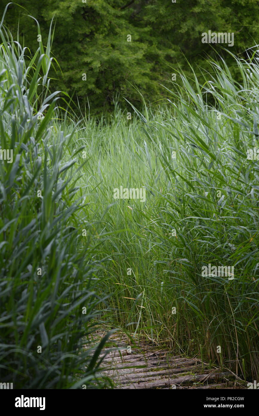 Swamp reed hi-res stock photography and images - Alamy