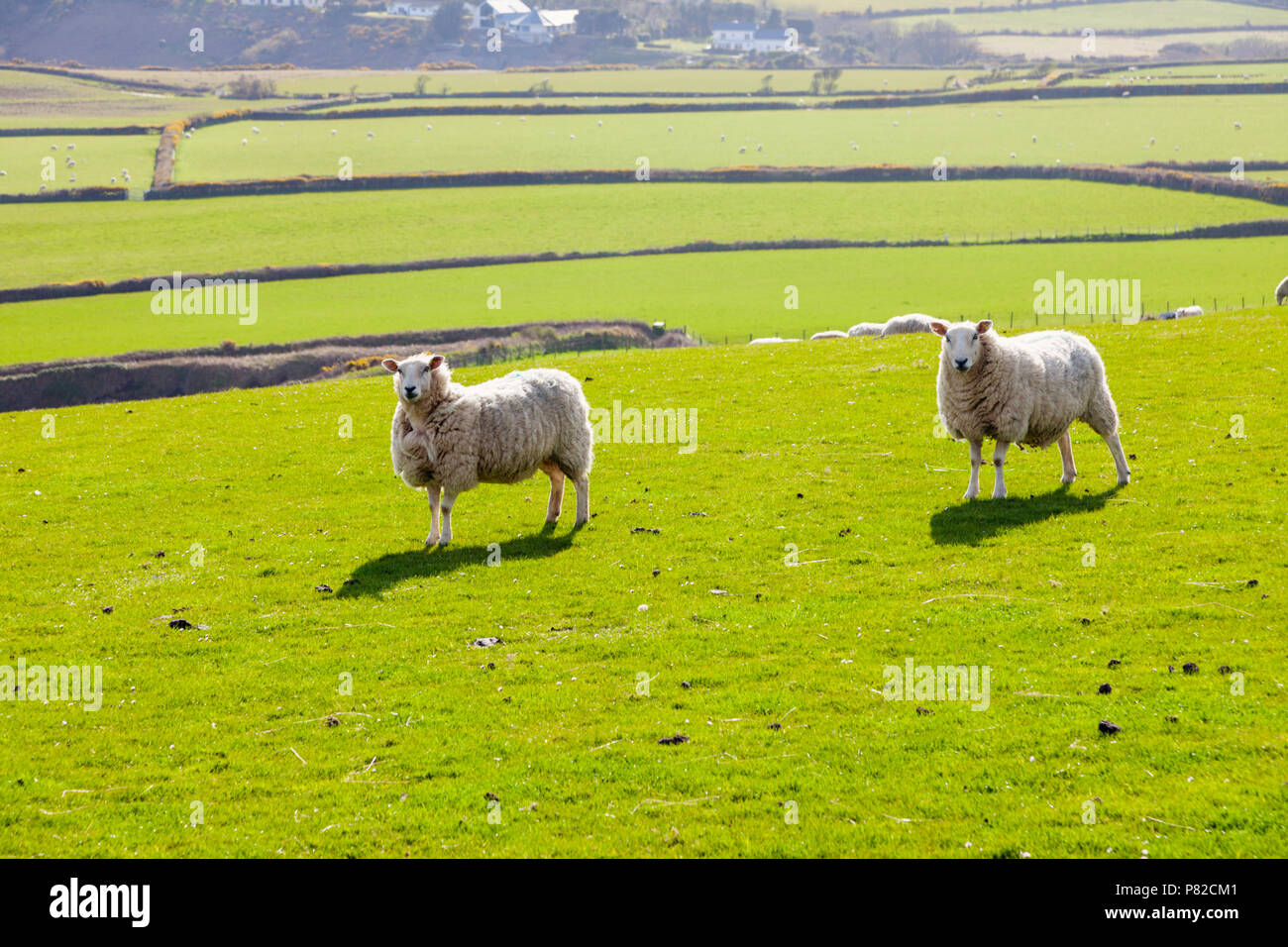 Spring panorama of Isle of Man. Isle of Man Stock Photo - Alamy