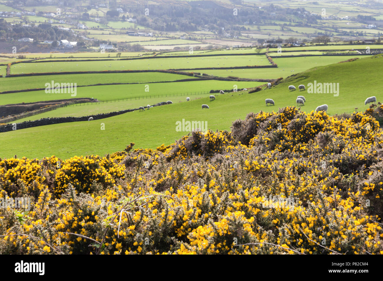 Manx spring hi-res stock photography and images - Alamy