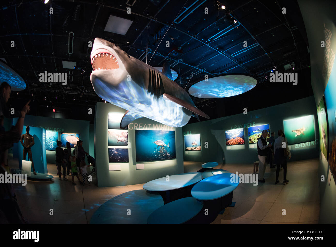 Brian skerry hi-res stock photography and images - Alamy
