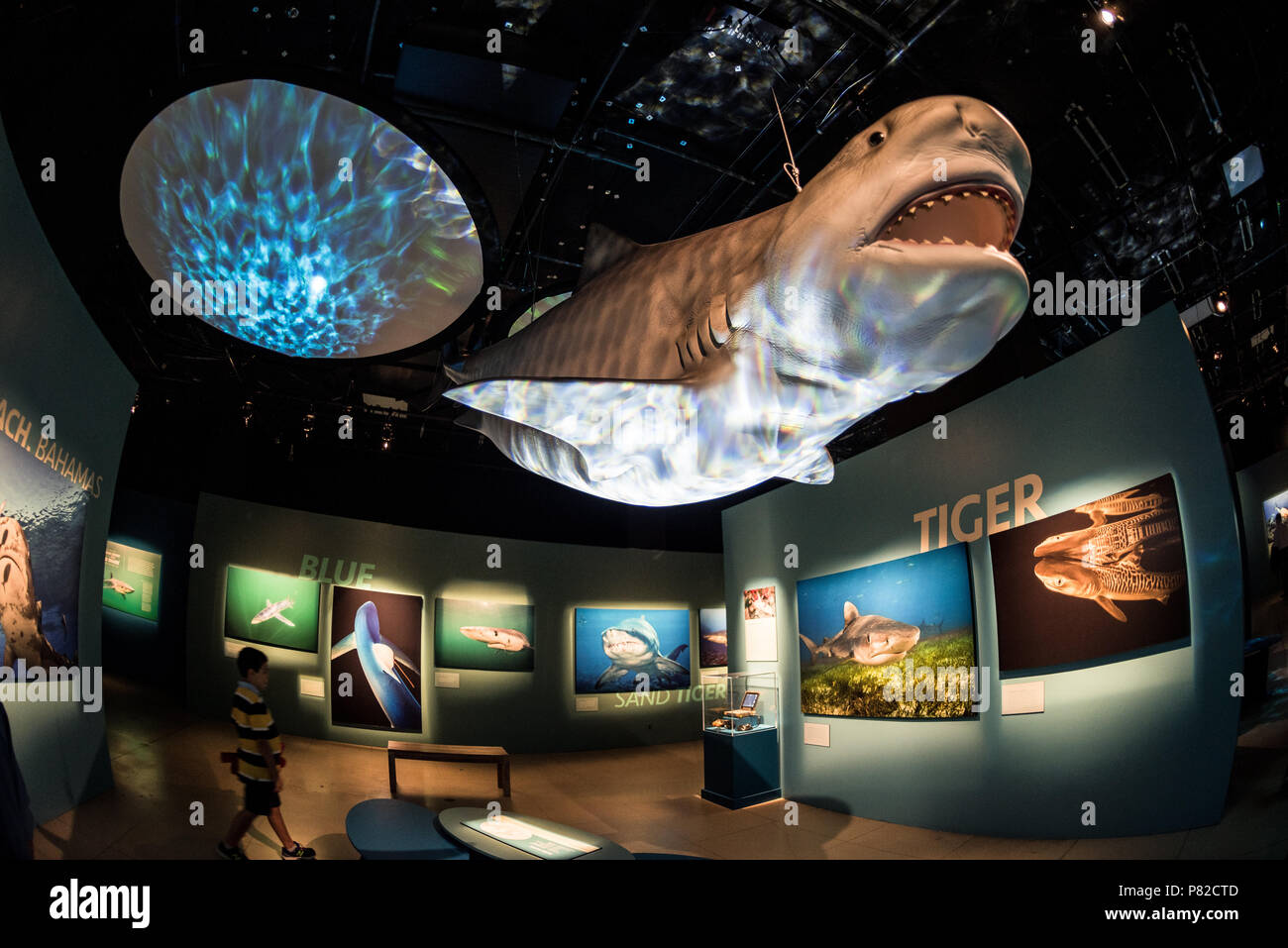 Nat geo shark exhibit hi-res stock photography and images - Alamy