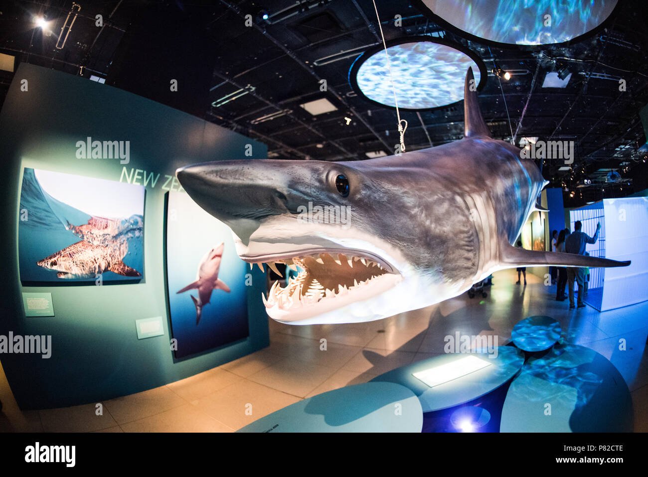 Us marine biology hi-res stock photography and images - Alamy