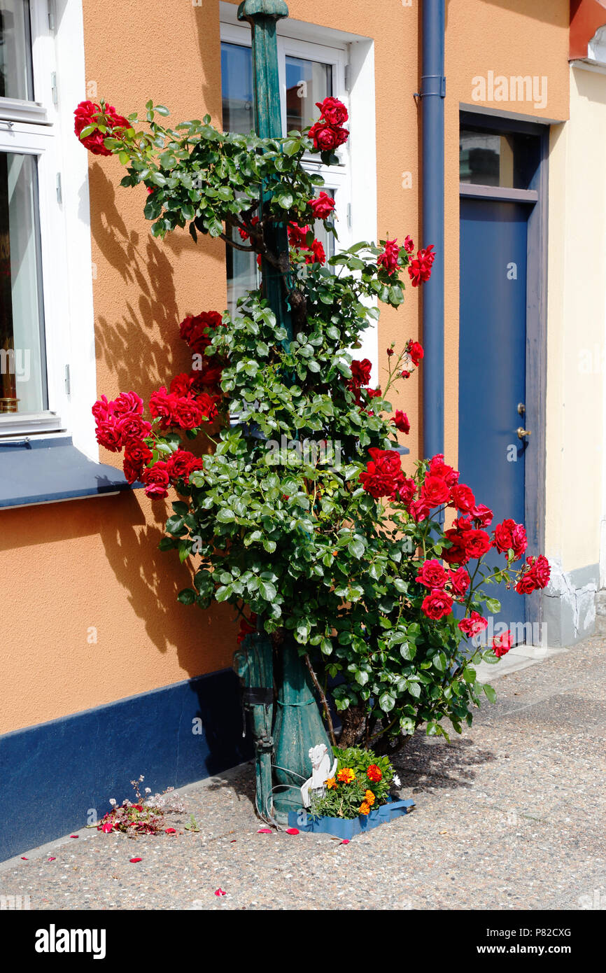 Red flowering rose bush winds around a pole outside the house Stock ...