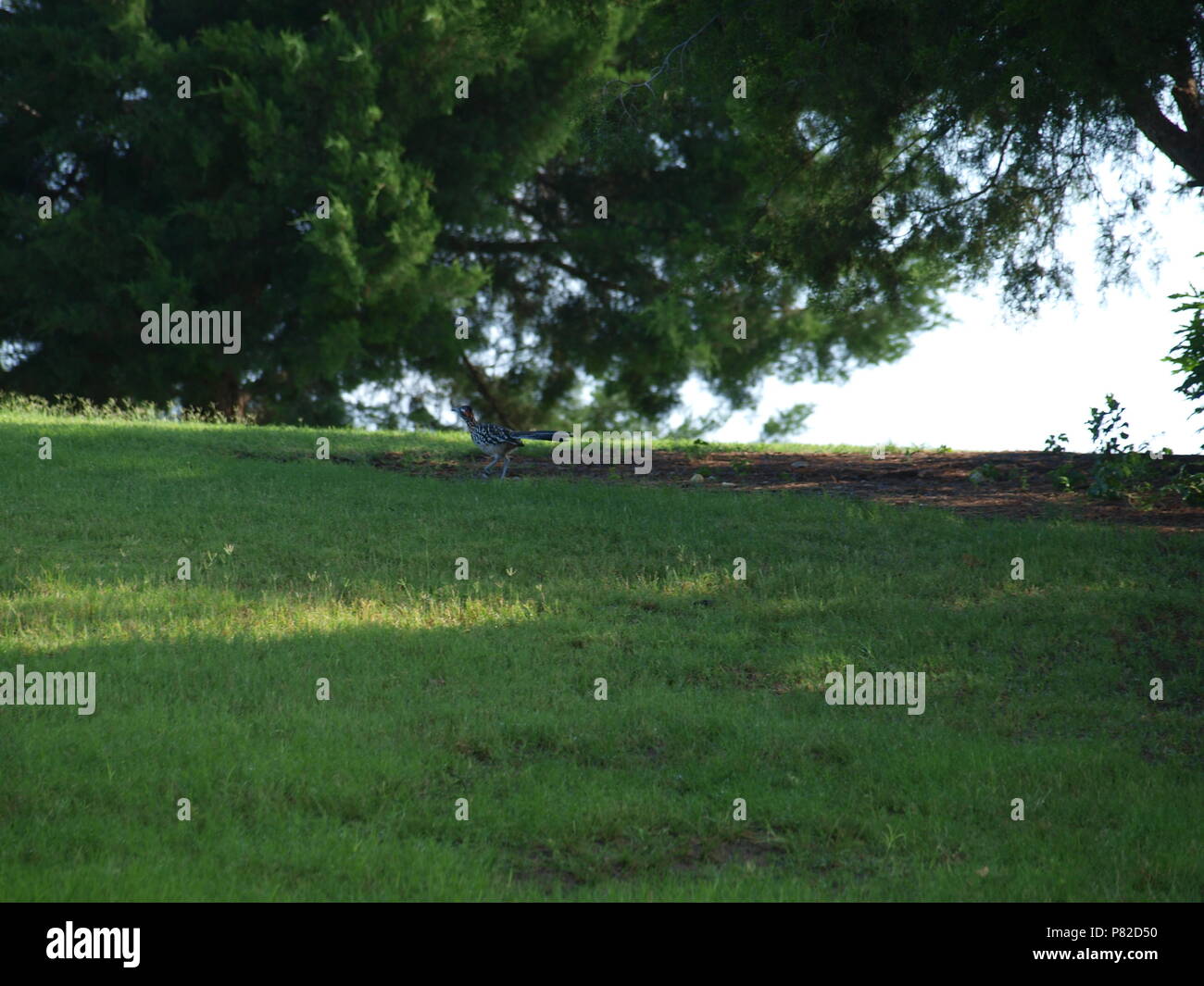 Birds at DFW National Cemetery and DFW International Airport Stock ...