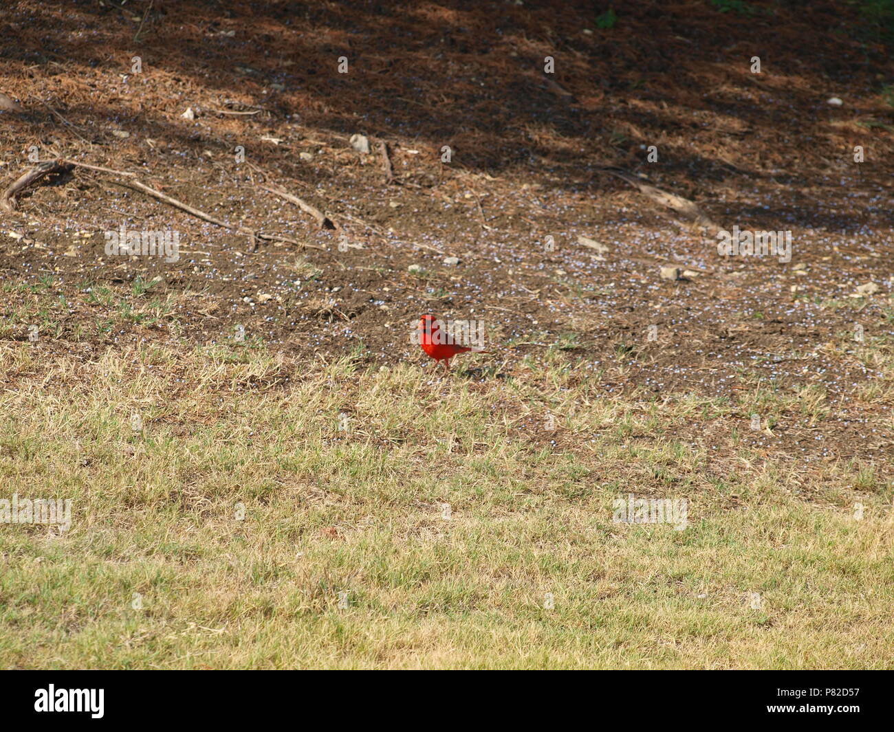 Birds at DFW National Cemetery and DFW International Airport Stock ...