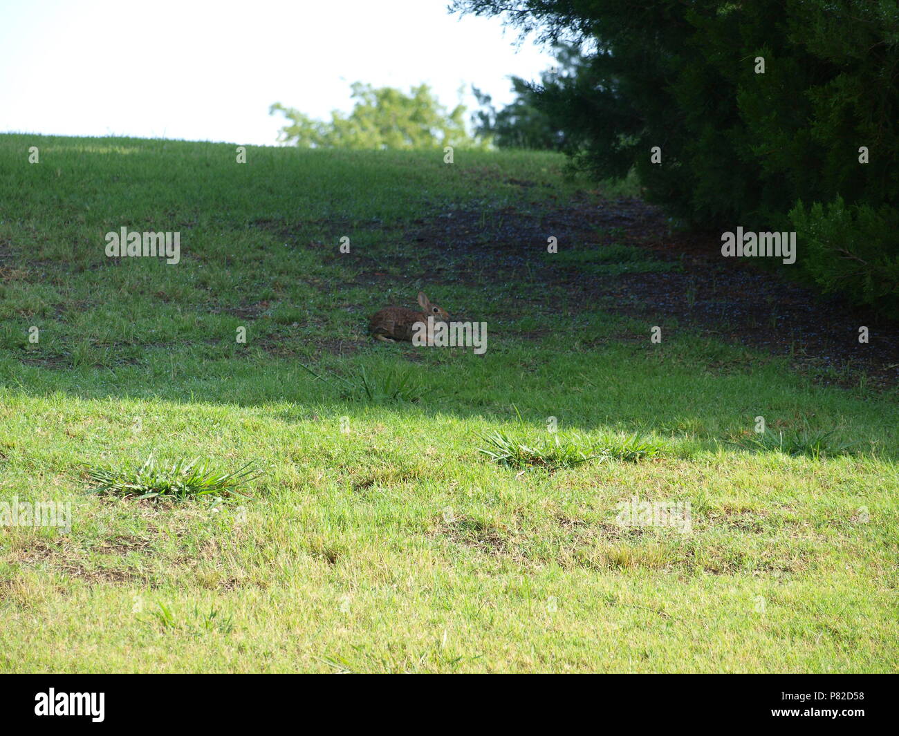 Birds at DFW National Cemetery and DFW International Airport Stock ...