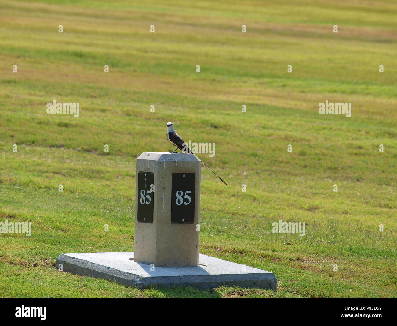Birds at DFW National Cemetery and DFW International Airport Stock ...