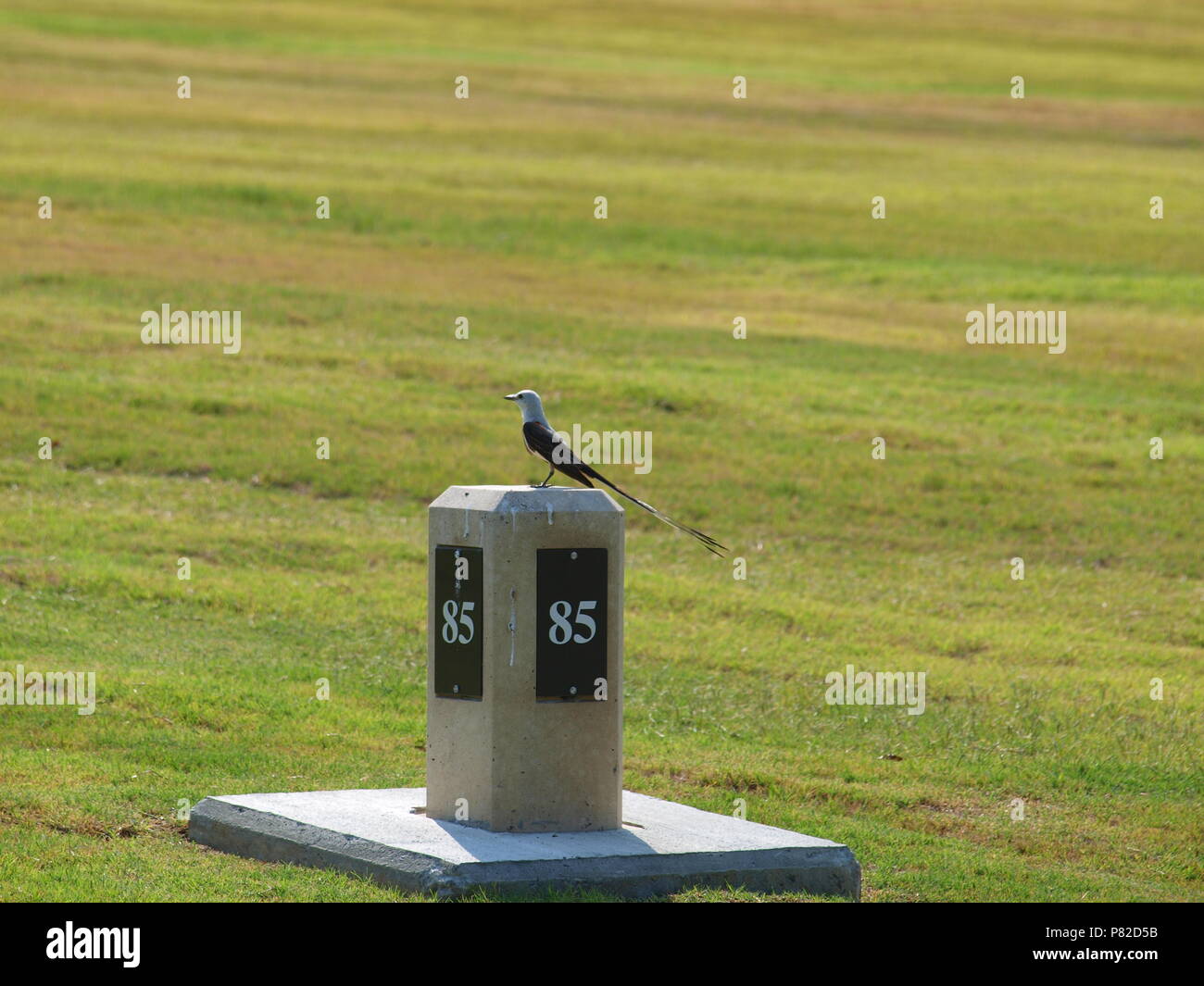 Birds at DFW National Cemetery and DFW International Airport Stock ...