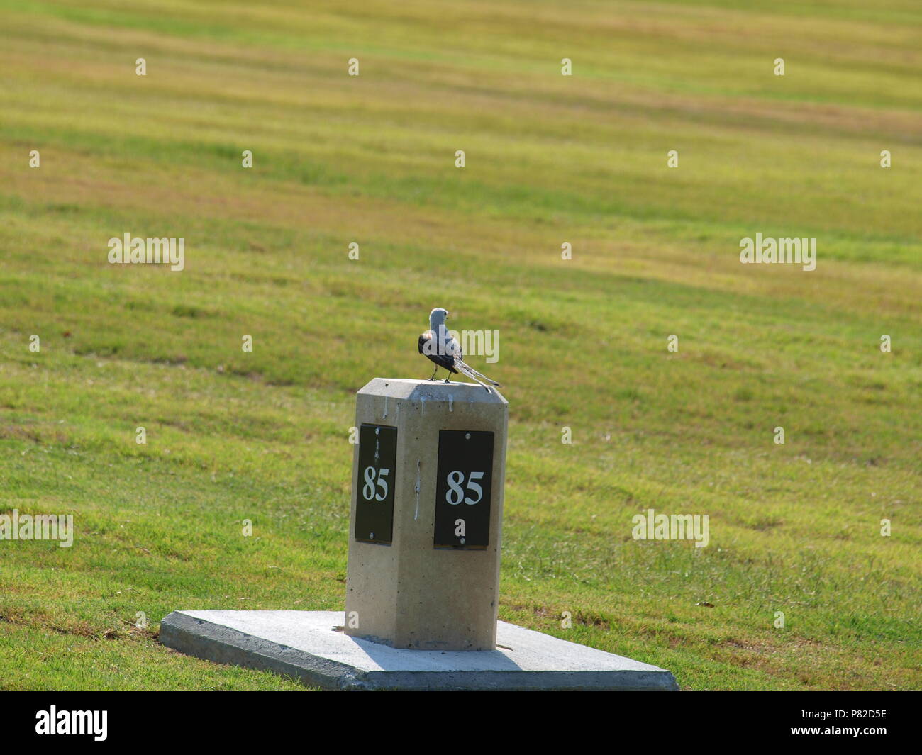 Birds at DFW National Cemetery and DFW International Airport Stock ...