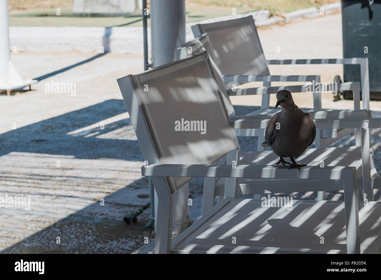 Lone dove standing on chair in striped shade Stock Photo - Alamy