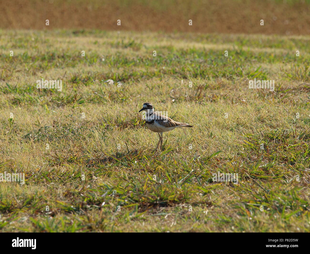 Birds at DFW National Cemetery and DFW International Airport Stock ...