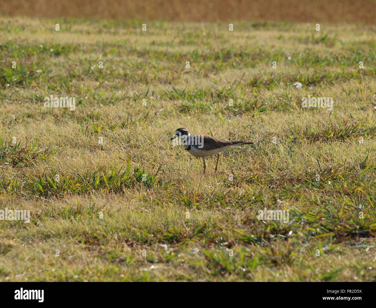 Birds at DFW National Cemetery and DFW International Airport Stock ...