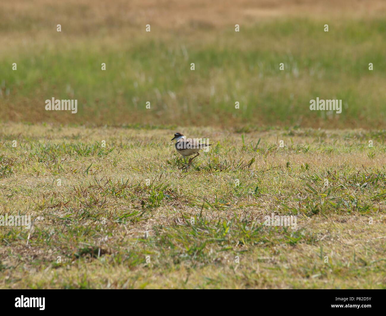 Birds at DFW National Cemetery and DFW International Airport Stock ...