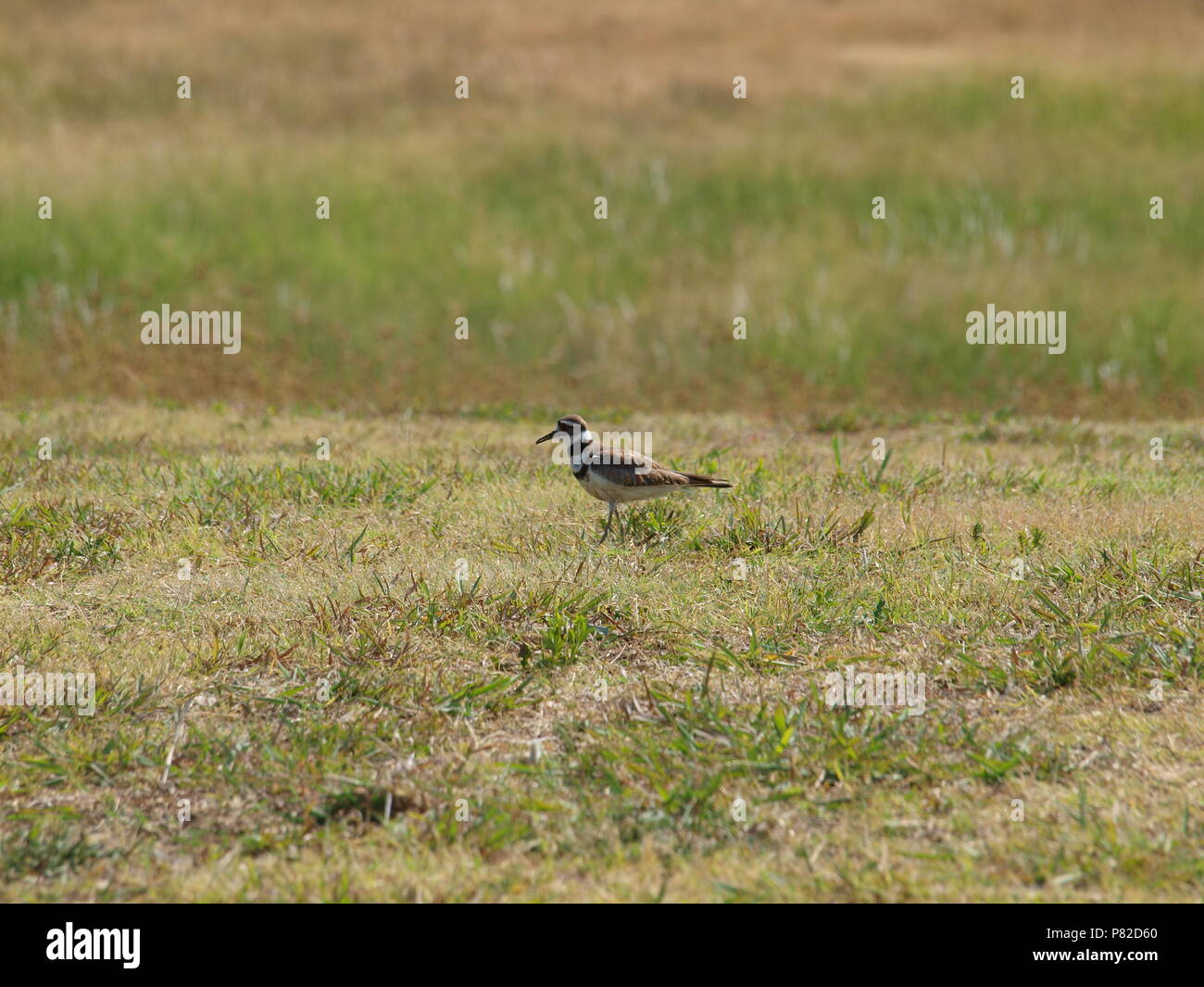 Birds at DFW National Cemetery and DFW International Airport Stock ...