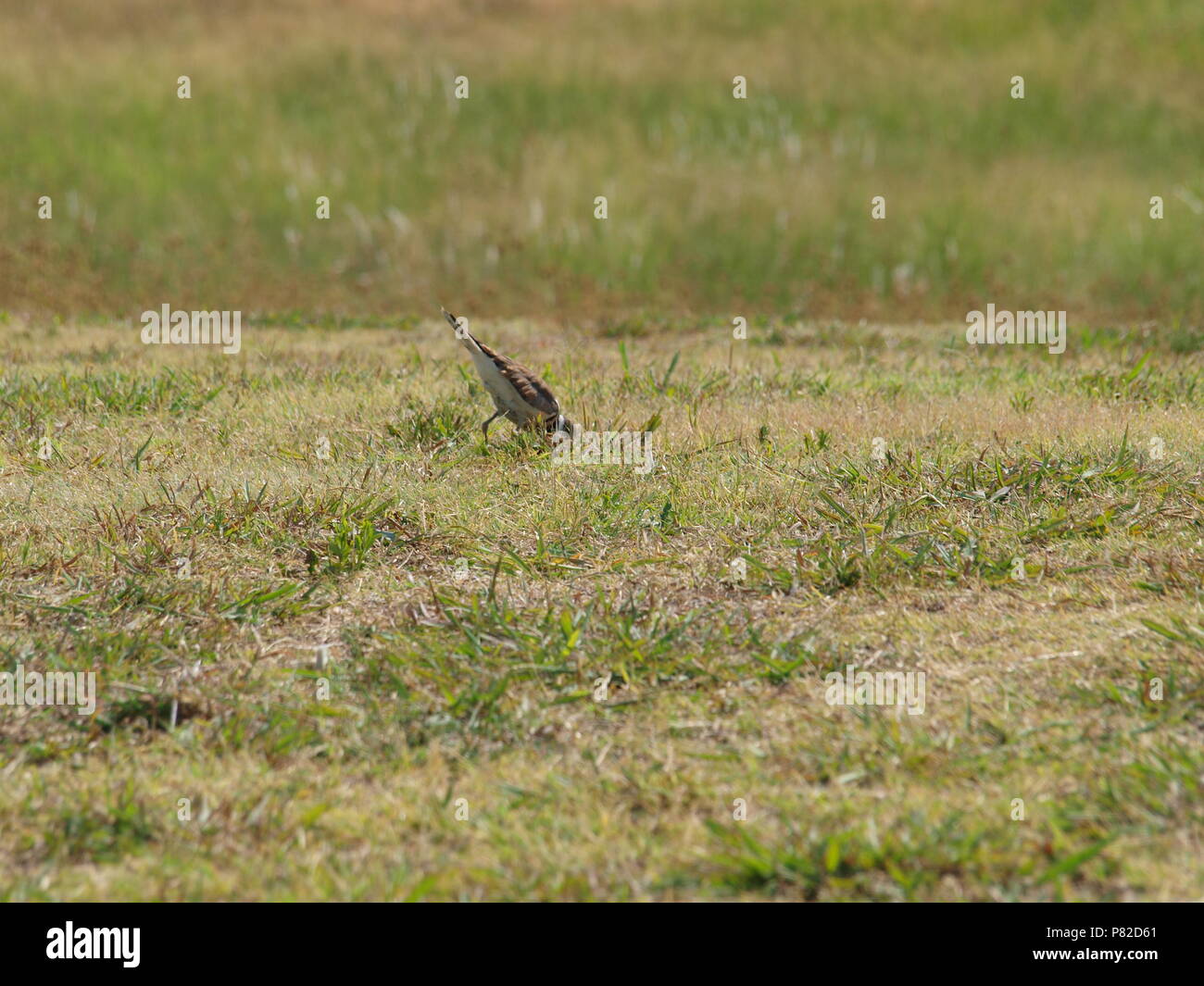 Birds at DFW National Cemetery and DFW International Airport Stock ...
