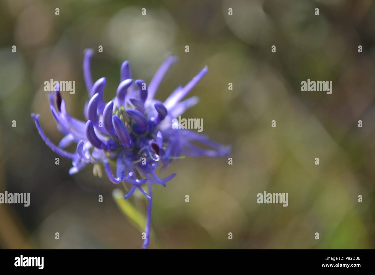 Round-headed Rampion (Phyteuma orbiculare), a deep blue almost purple ...