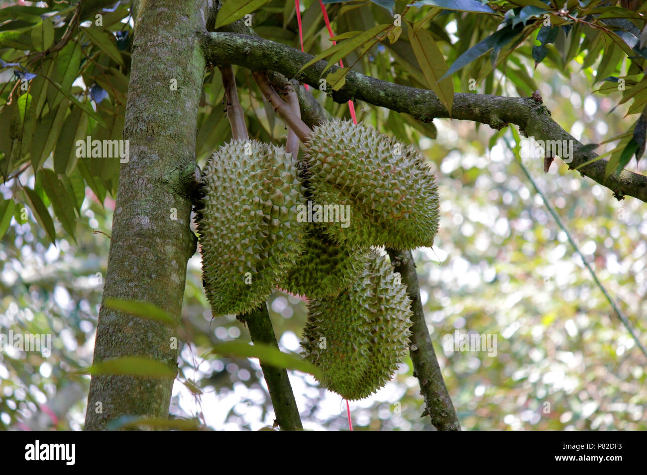 young durian fruit on tree in organic farm Stock Photo - Alamy