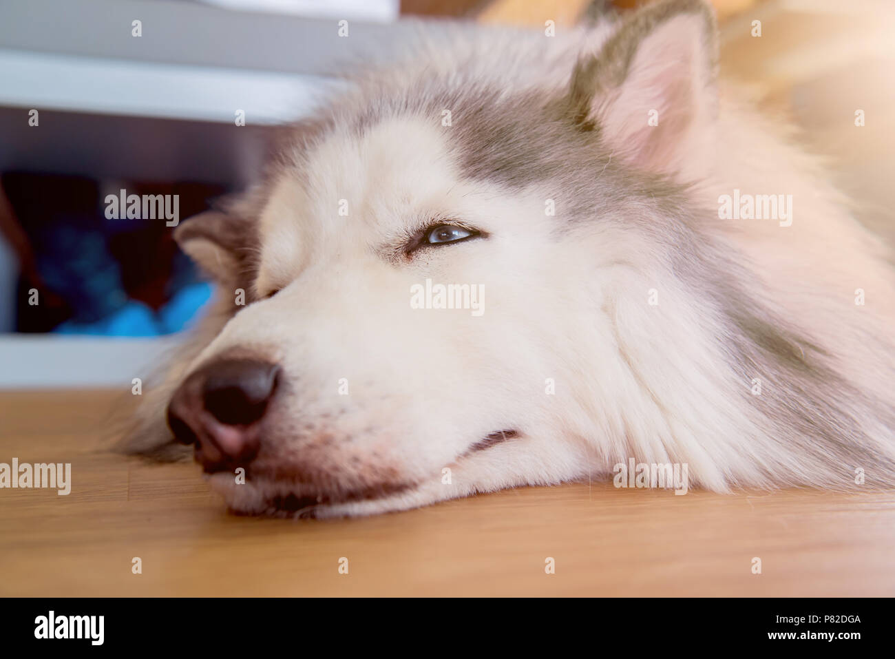 Siberian Husky, sleepy dog and lovely pet Stock Photo - Alamy