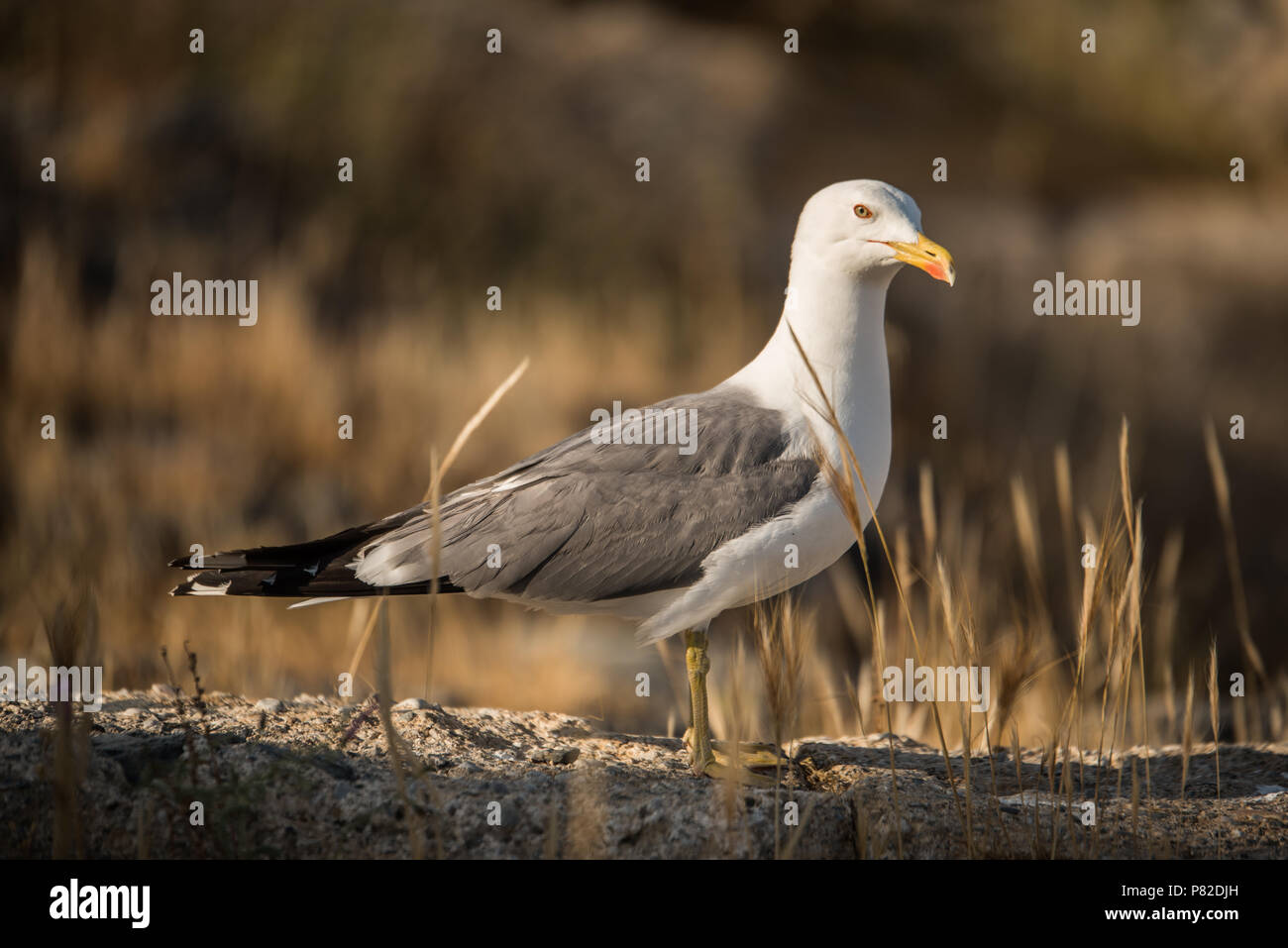 Grey wings hi-res stock photography and images - Alamy
