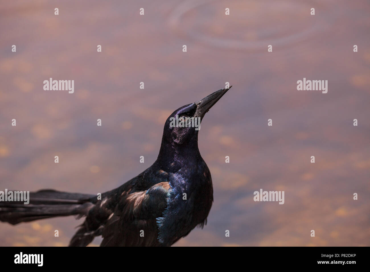 Boat tailed grackle bird Quiscalus major perches to rest as it hunts ...