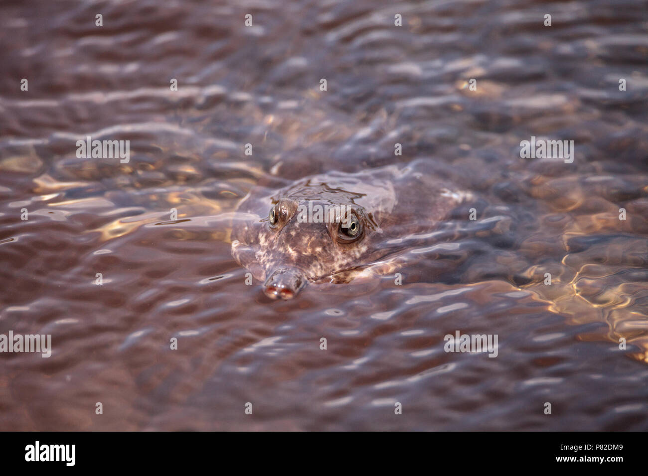 Florida softshell turtle Apalone ferox swims in a pond in Naples ...