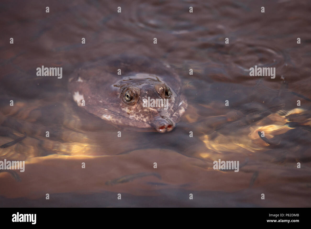 Florida softshell turtle Apalone ferox swims in a pond in Naples ...
