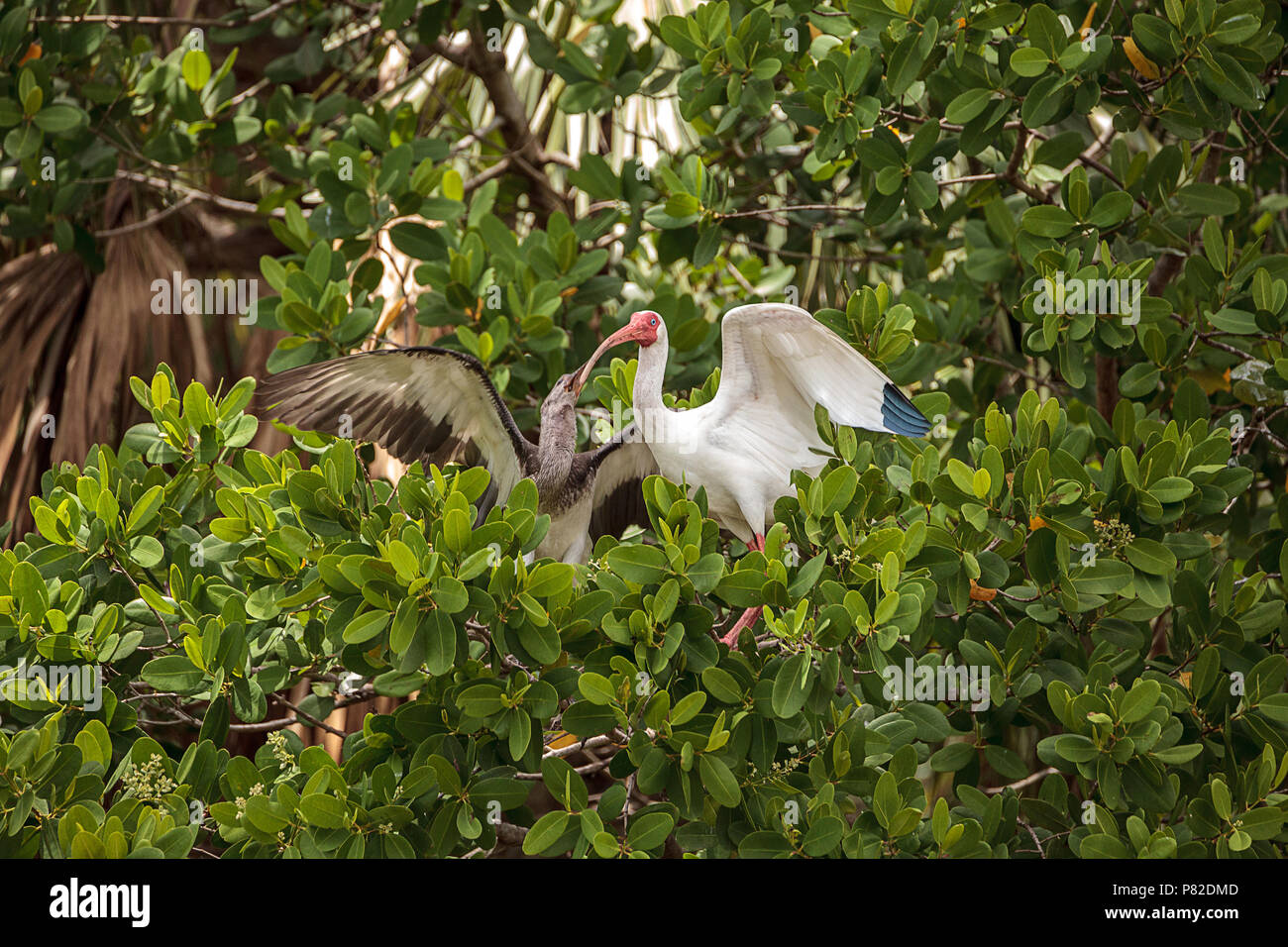 Ibis in a nest hi-res stock photography and images - Alamy