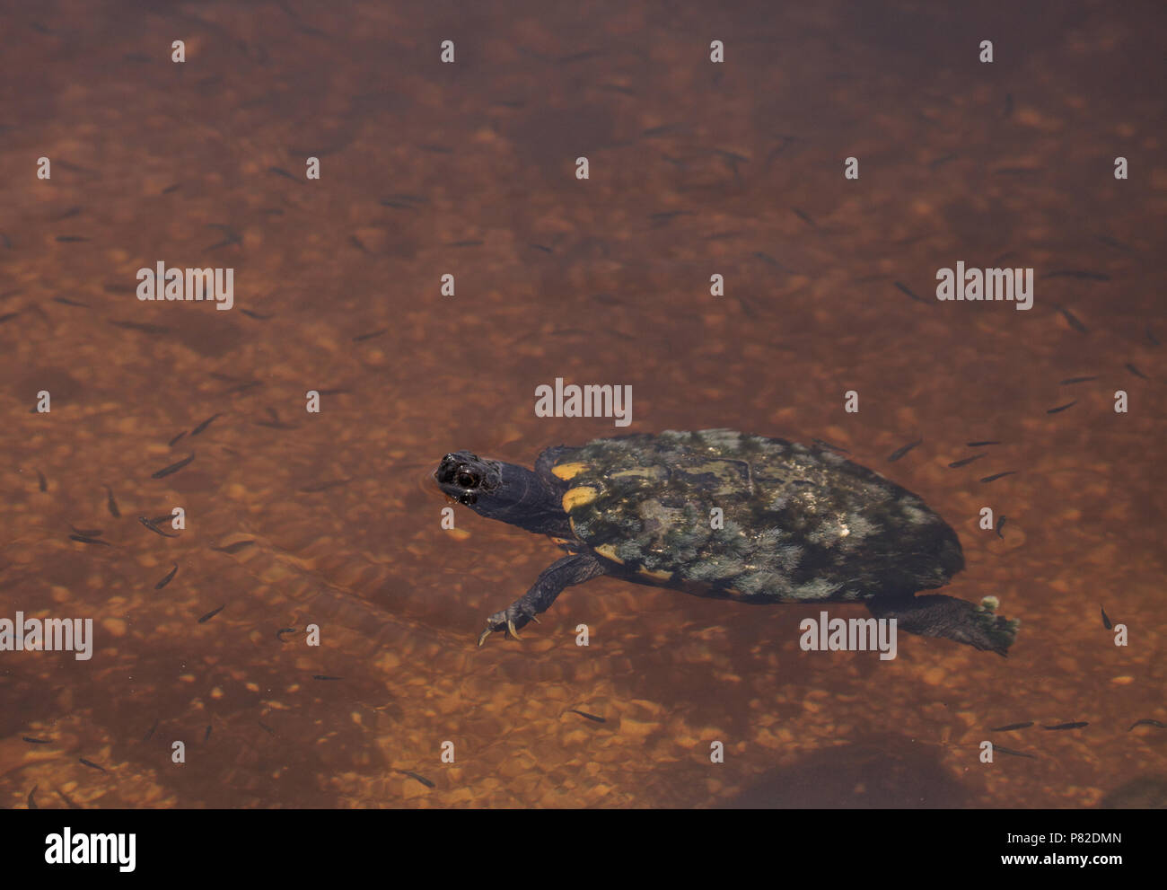 Mangrove Diamondback Terrapin Malaclemys terrapin rhizophorarum swims ...