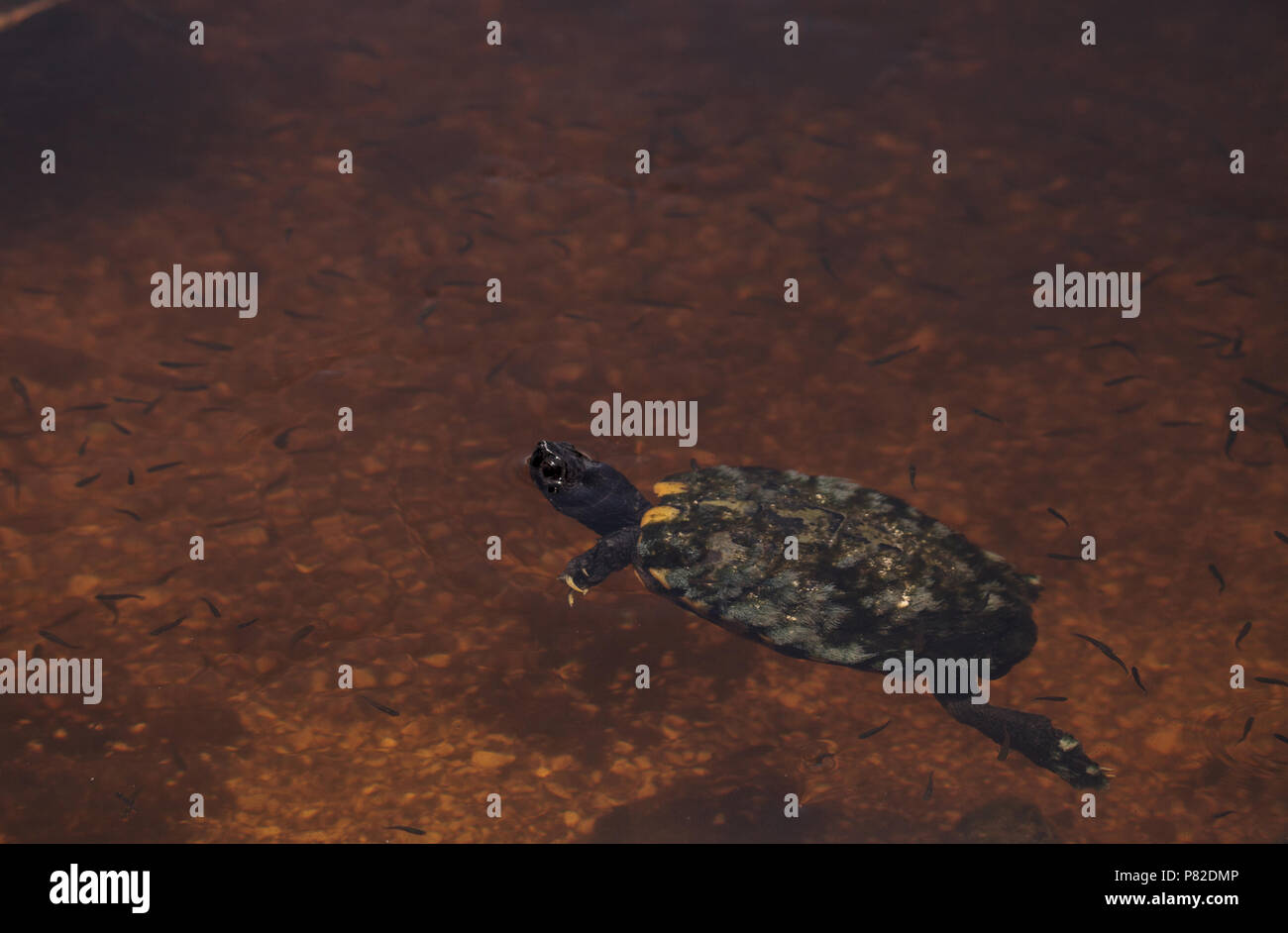 Mangrove diamondback hi-res stock photography and images - Alamy