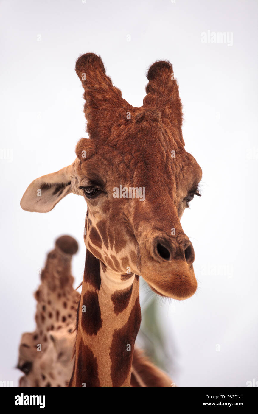 Tall reticulated giraffe Giraffa camelopardalis reticulata looks down ...