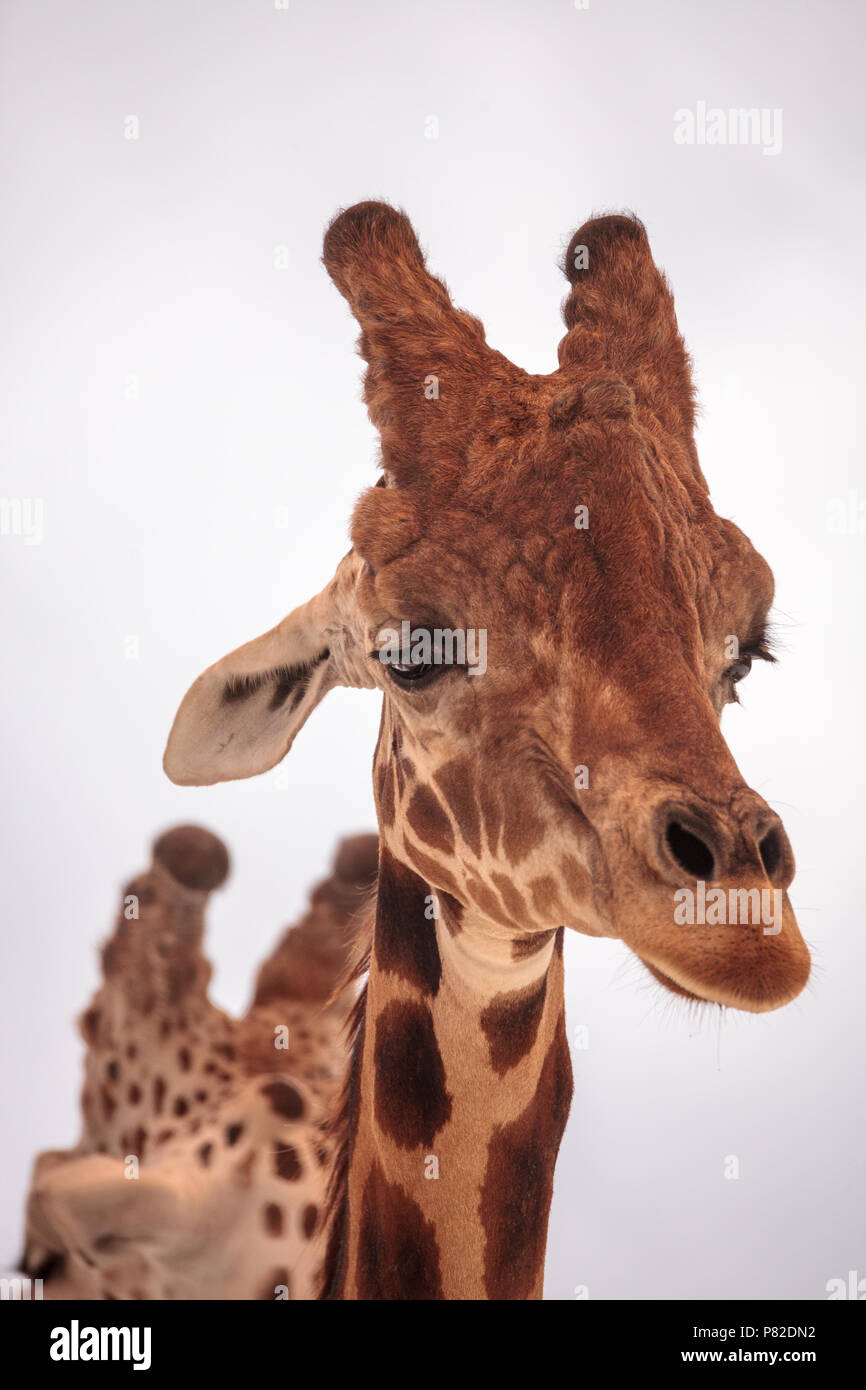 Reticulated eyes hi-res stock photography and images - Alamy