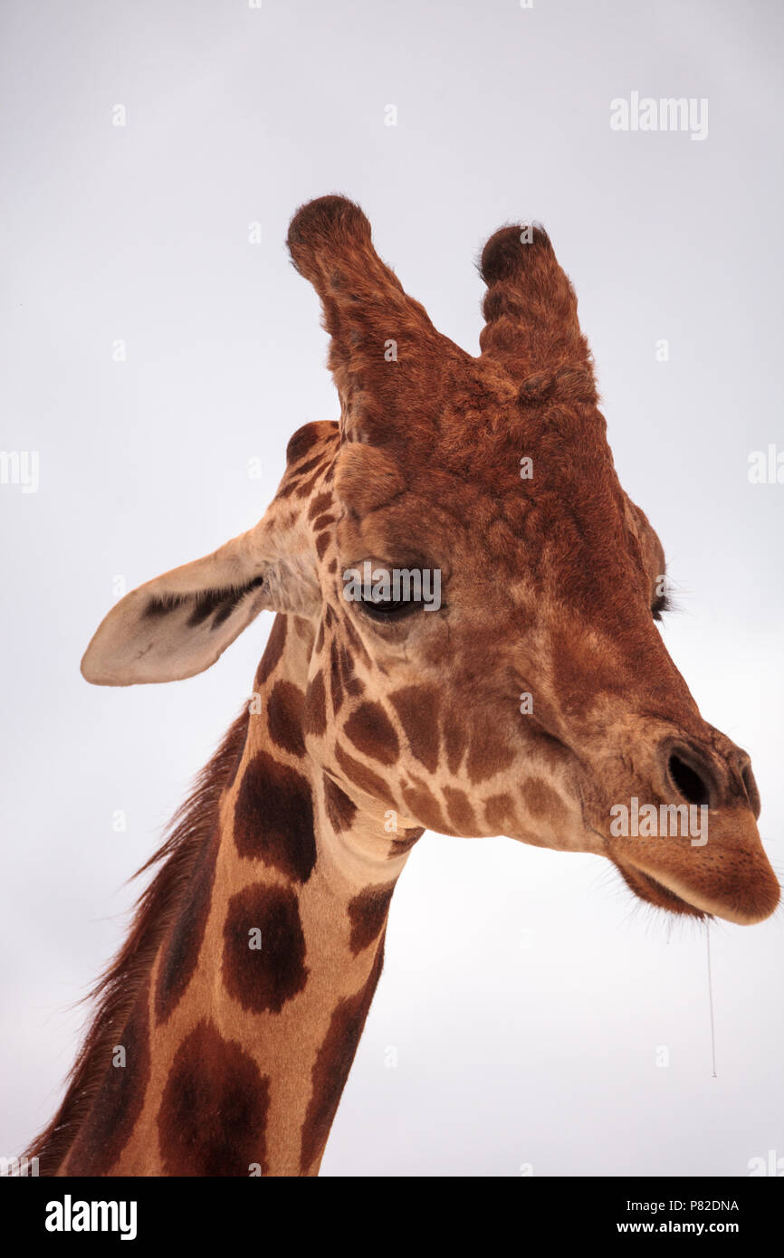 Reticulated eyes hi-res stock photography and images - Alamy